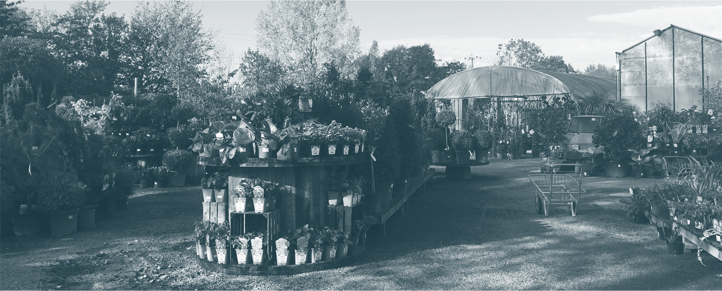 Bampton Garden Plants | Garden Centre & Cafe in West Oxfordshire