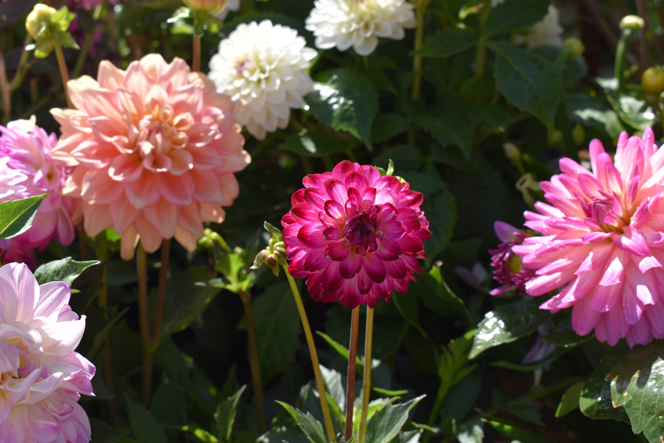 Bampton Garden Plants | Garden Centre & Cafe in West Oxfordshire